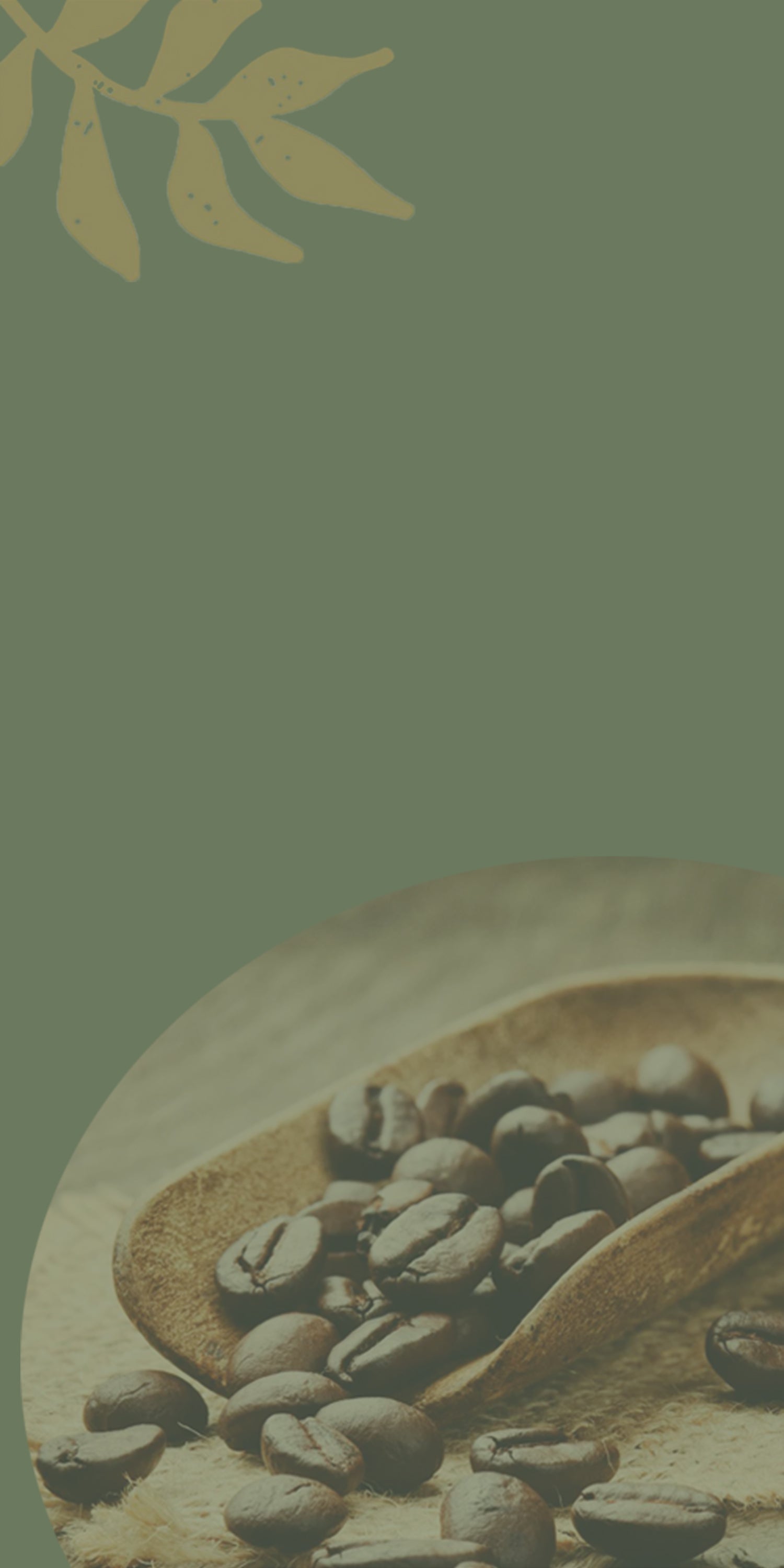 Enjoy Ethically Sourced Premium Organic Coffee From Thailand – Mai Thai ...